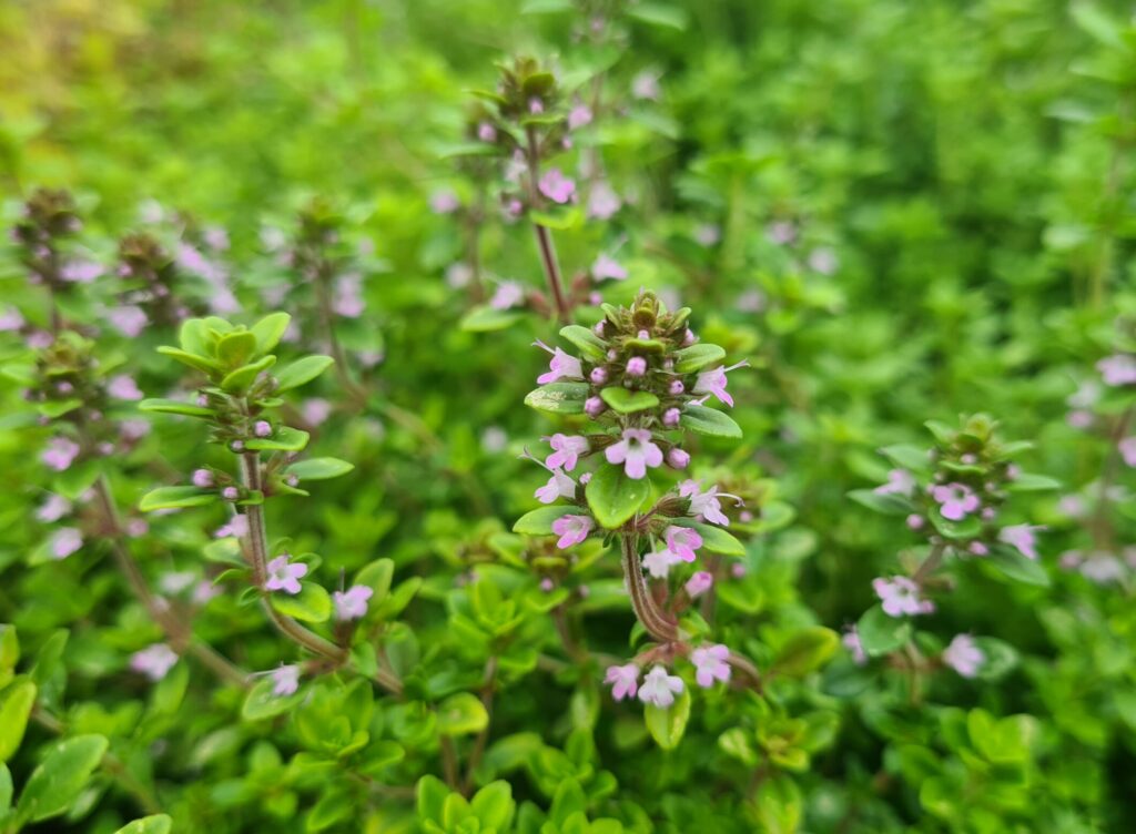 Thymus Doone Valley | Caragh Nurseries