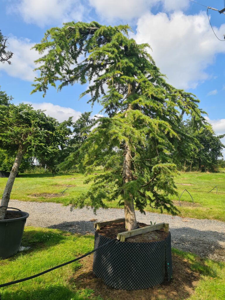 Cedrus libani Pendula Specimen | Caragh Nurseries