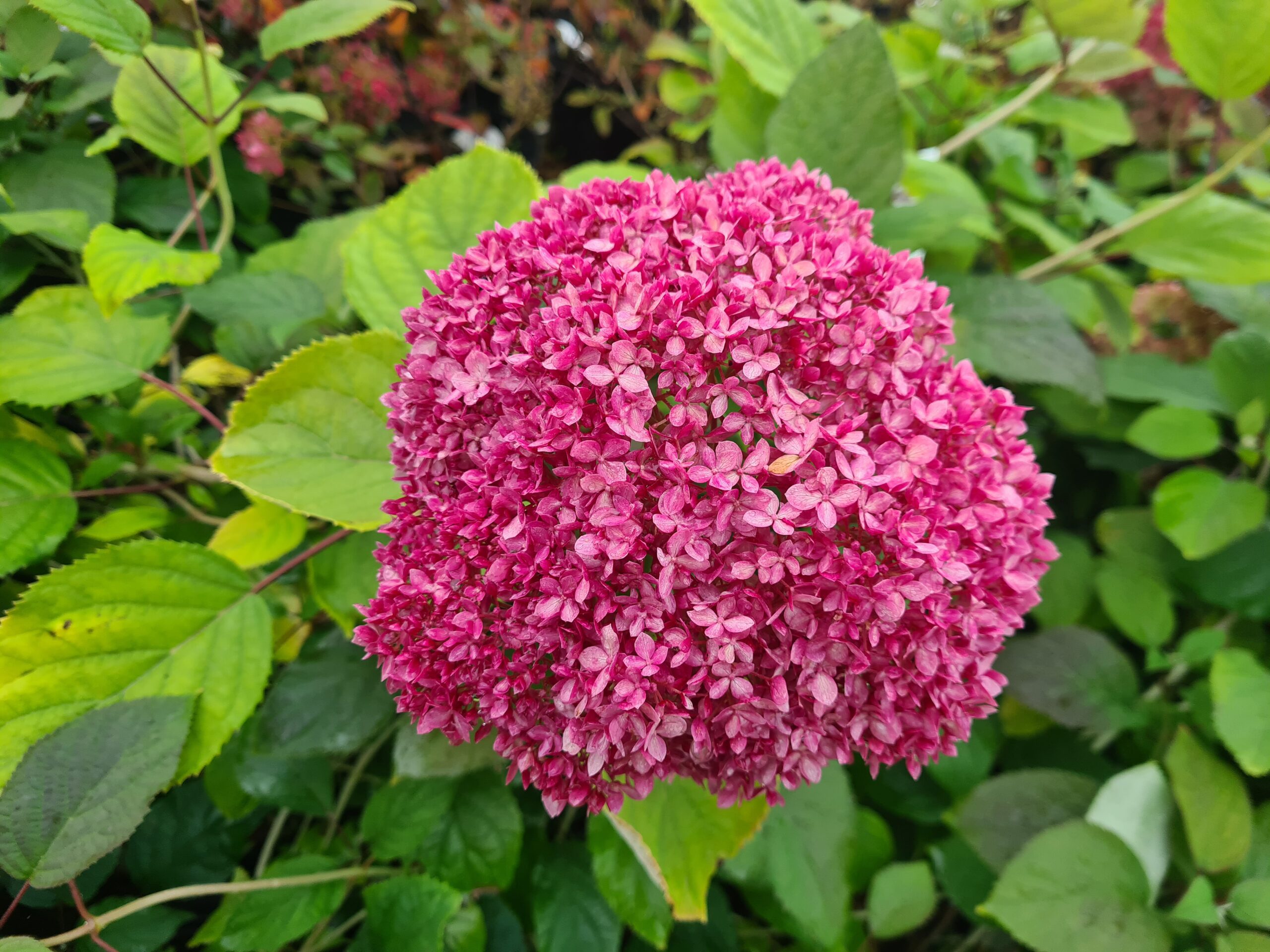 Hydrangea arb. Magical® Dark Pink ‘Bokodapi’ | Caragh Nurseries