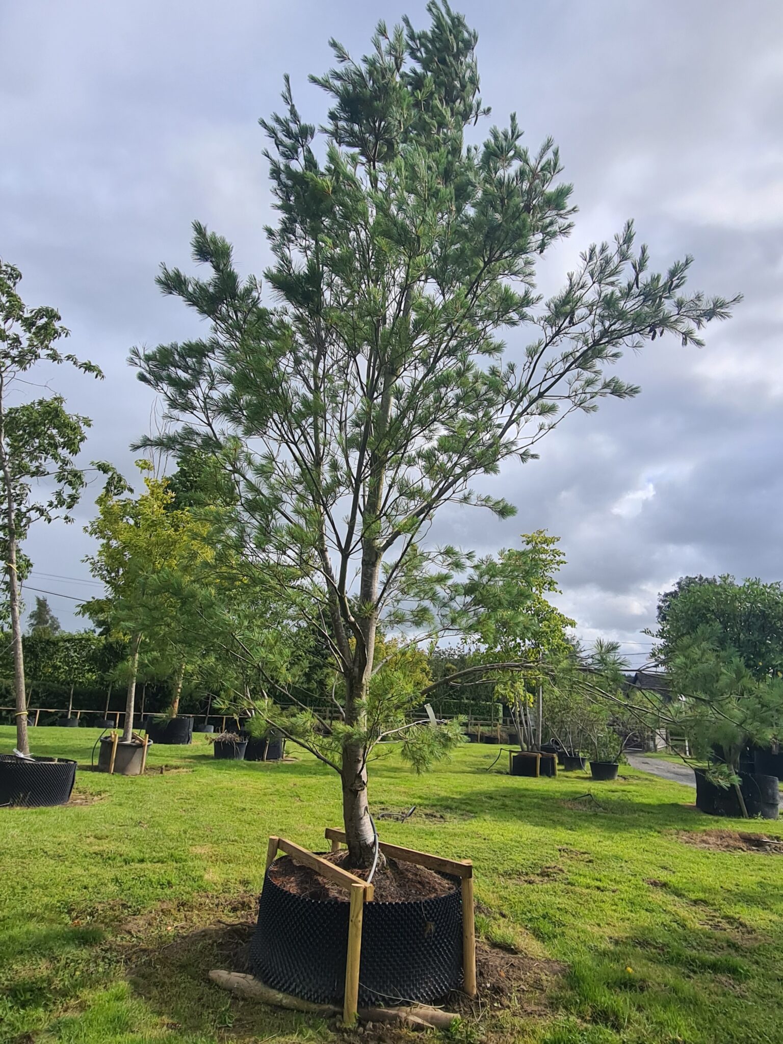 Pinus strobus Fastigiata Specimen | Caragh Nurseries