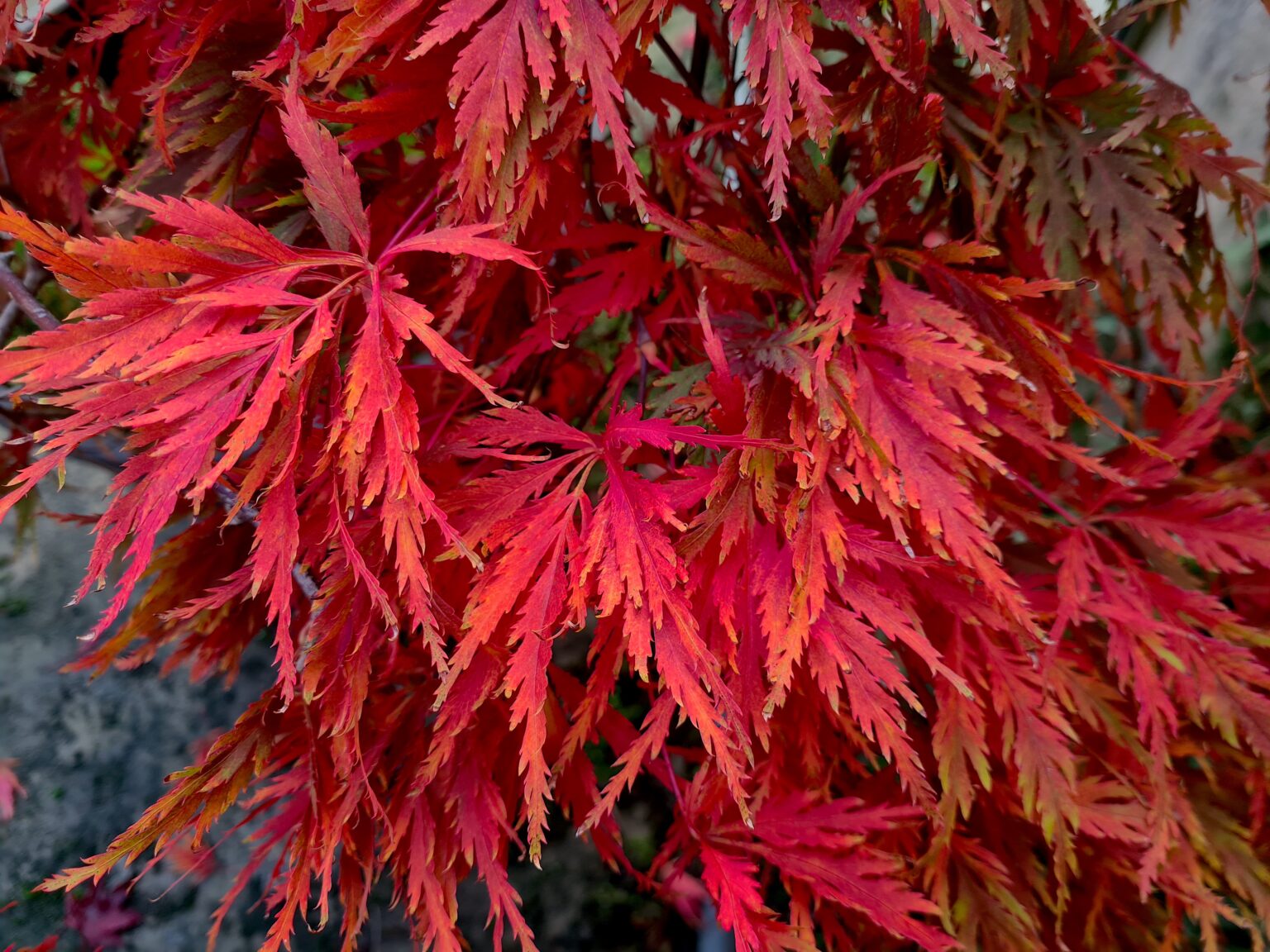 Acer palmatum dissectum Atropurpureum | Caragh Nurseries
