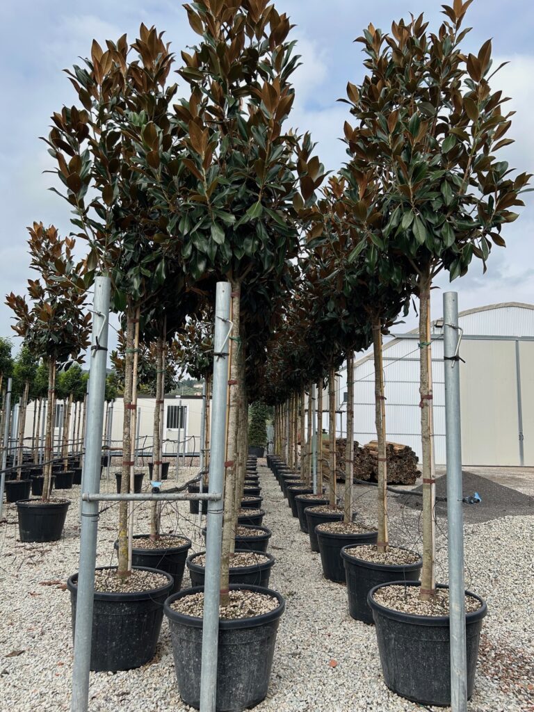 Magnolia grandiflora Little Gem Standard Tree | Caragh Nurseries