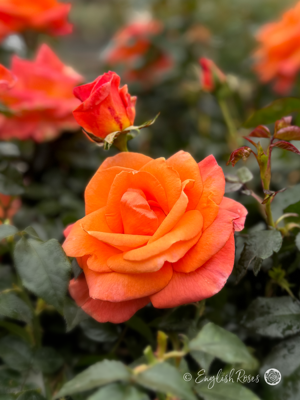 Rosa ‘mamma mia’ | Caragh Nurseries