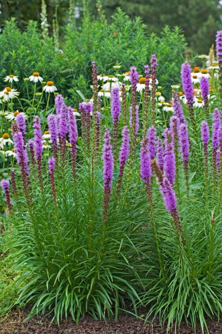 Liatris spicata ‘Kobold’ | Caragh Nurseries