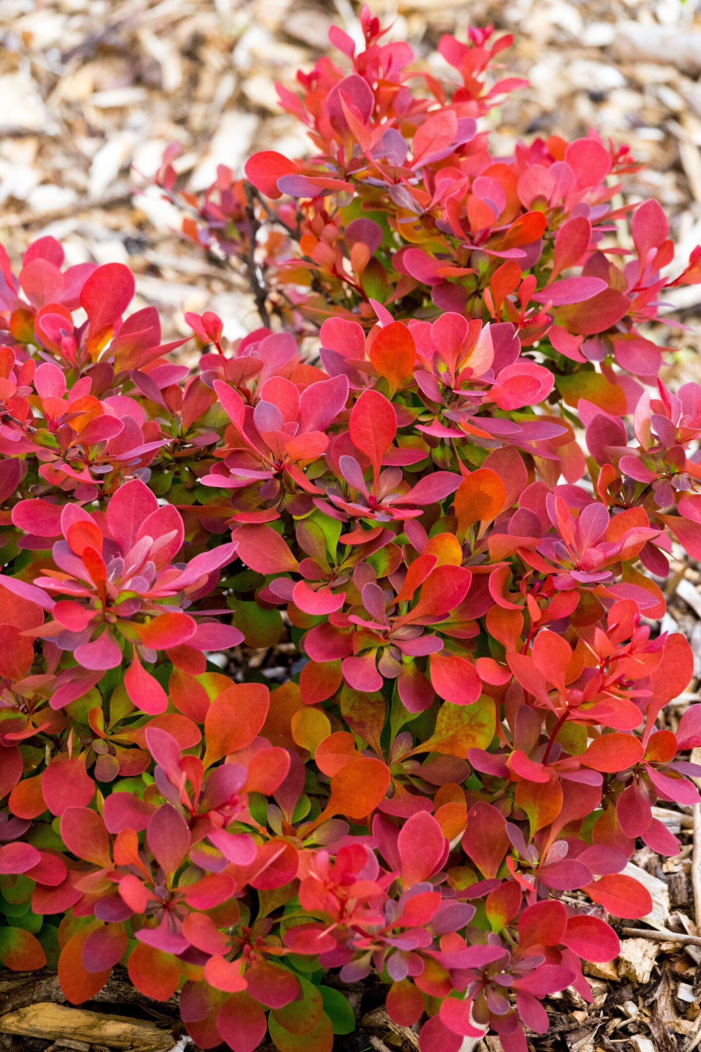 Berberis Thun. ‘ruby star’ | Caragh Nurseries
