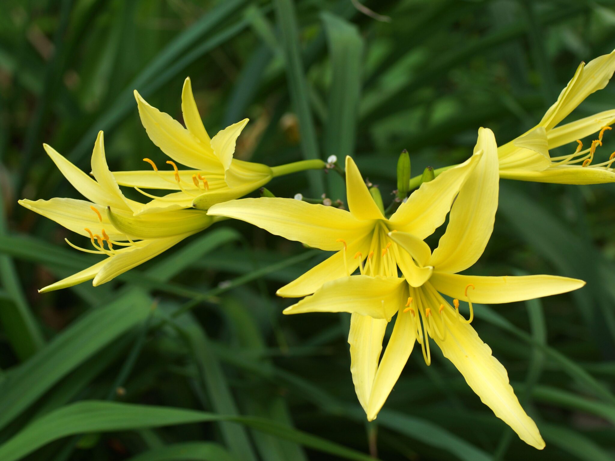 Hemerocallis citrina – Citron Daylily | Caragh Nurseries